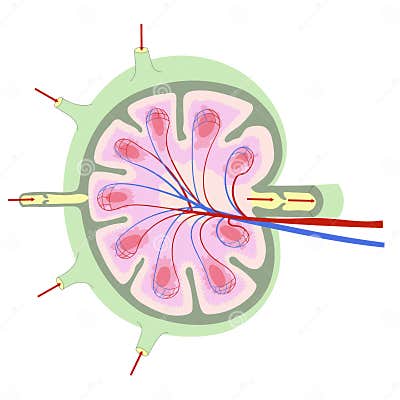 Anatomy of a Lymph Node. Simplified Scheme Showing External and ...
