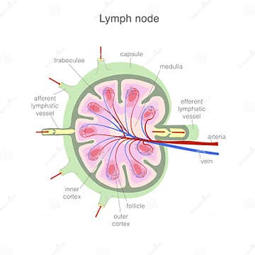 Anatomy of a Lymph Node. Simplified Scheme Showing External and ...