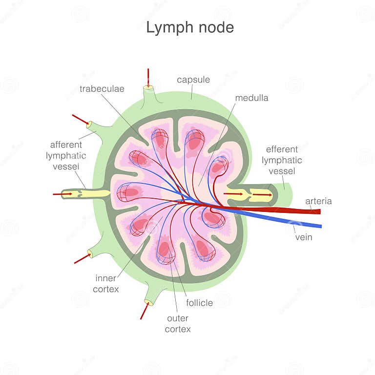 Anatomy of a Lymph Node. Simplified Scheme Showing External and ...