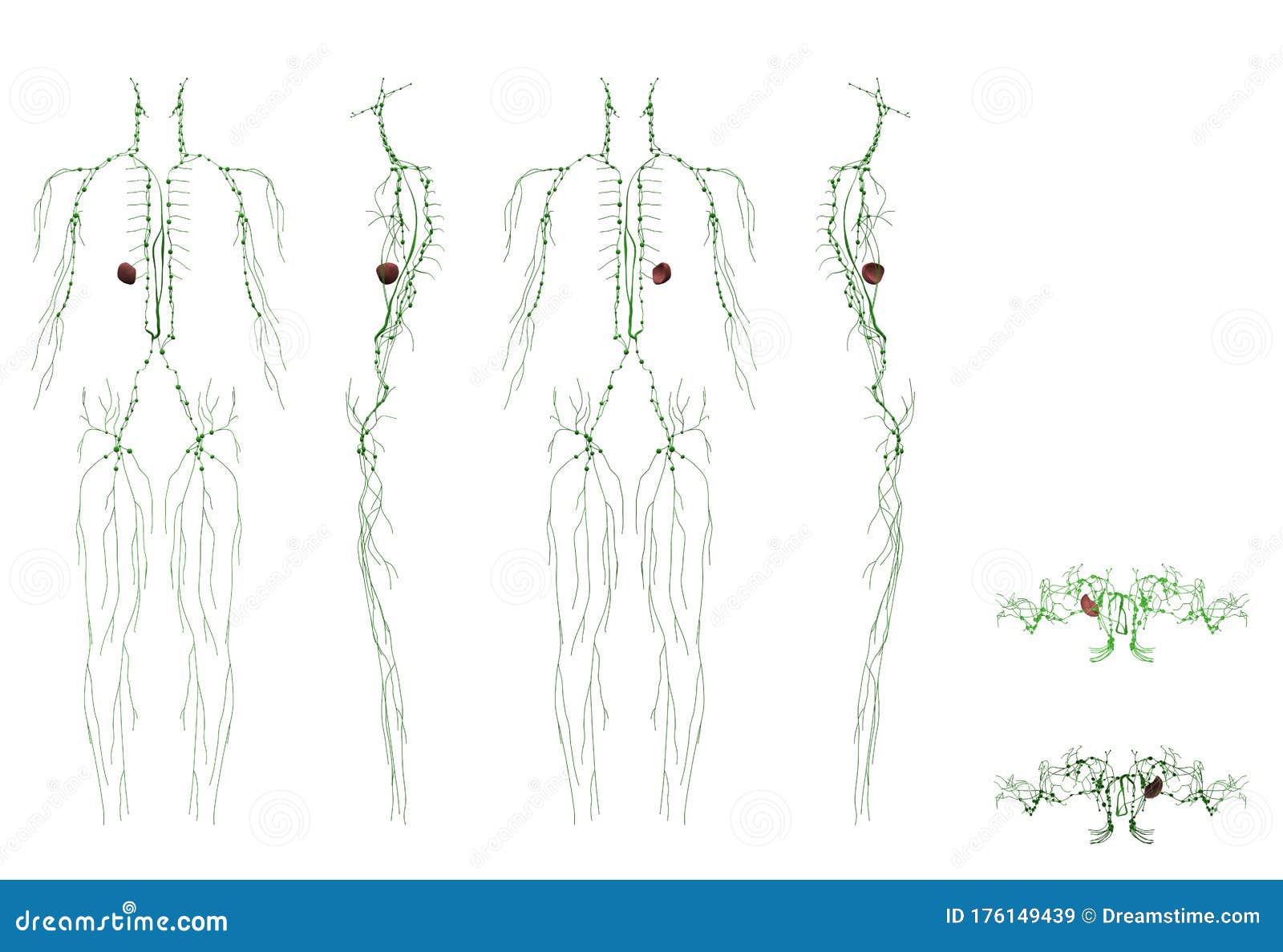 Anatomy Male Lymphatic System Various Angles Stock Image - Illustration ...