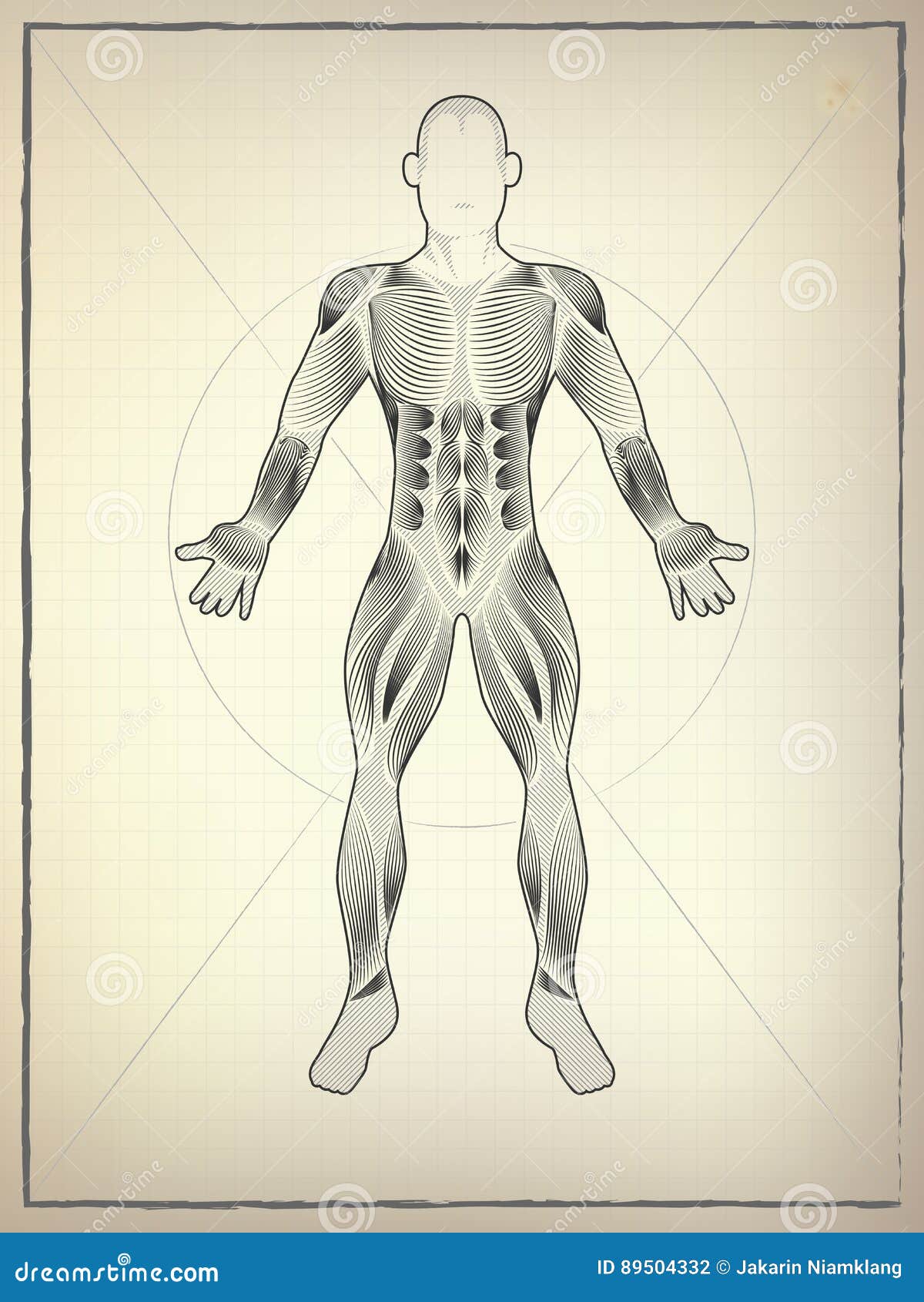 Muscular Anatomy. Muscles System Human Body System Vector Illustration ...