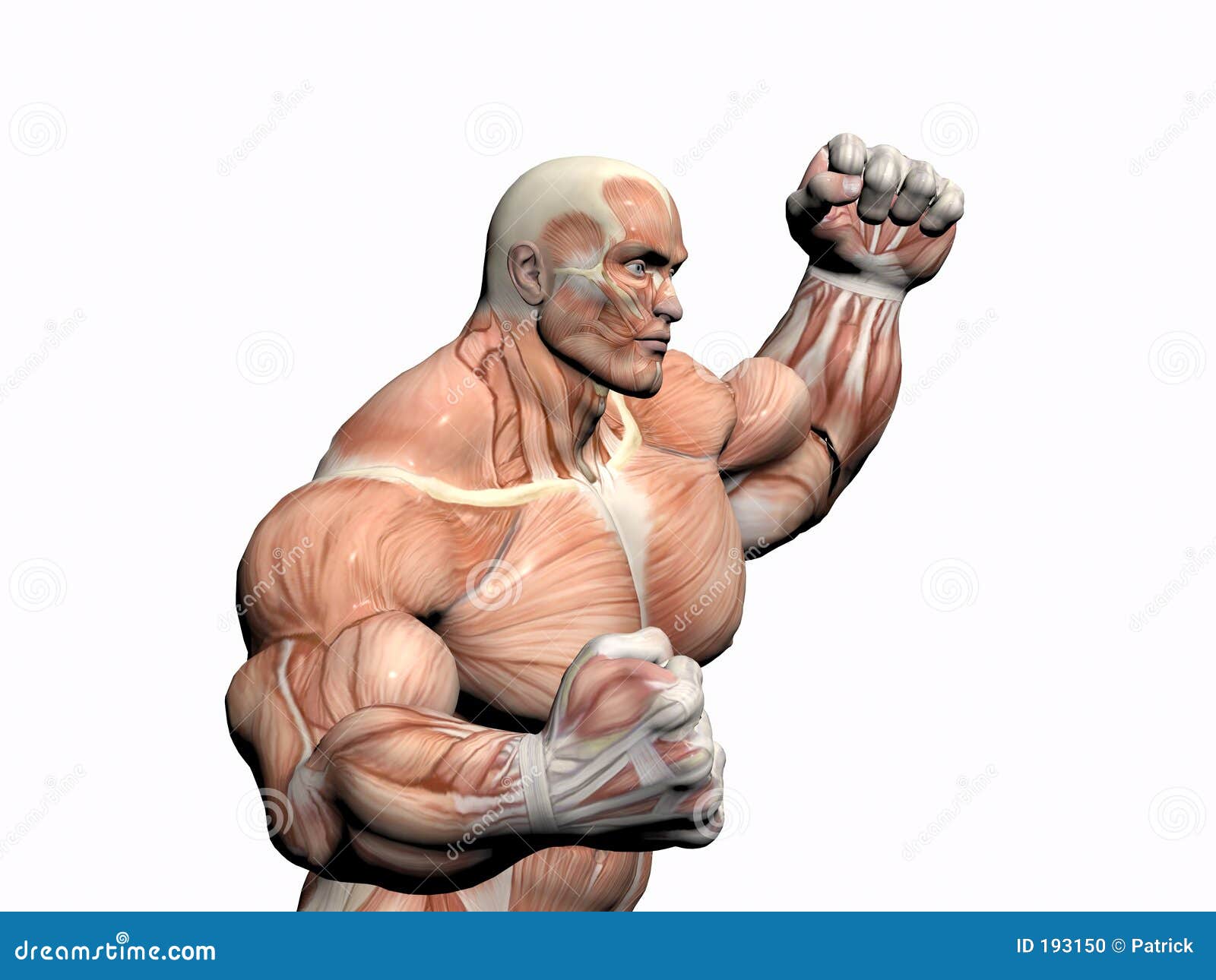 Anatomy of the Man, Body Builder. Stock Illustration - Illustration of ...