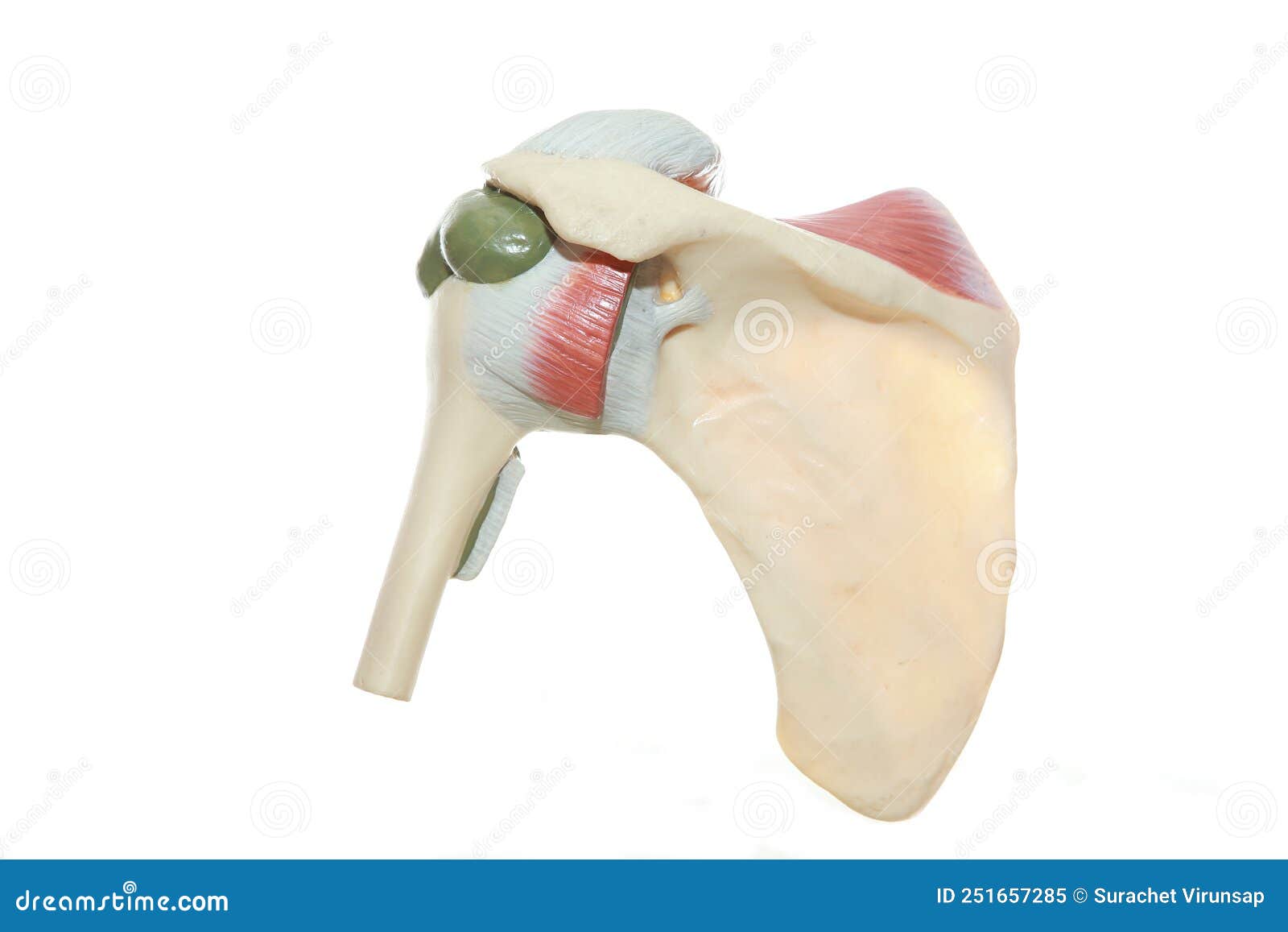 Anatomy Model of Human Shoulder and Tendon. Anatomy Stock Image - Image ...