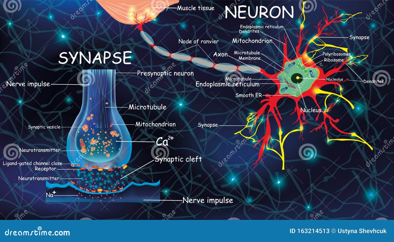 Anatomy Synapse Cells. Transmission Signal Of Impulse In A Living ... Anatomy Synapse Cells. Transmission Signal Of Impulse In A Living ...
