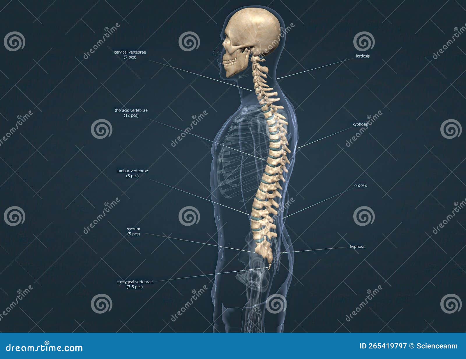 Anatomy of a Normal Spine stock illustration. Illustration of vertebra ...
