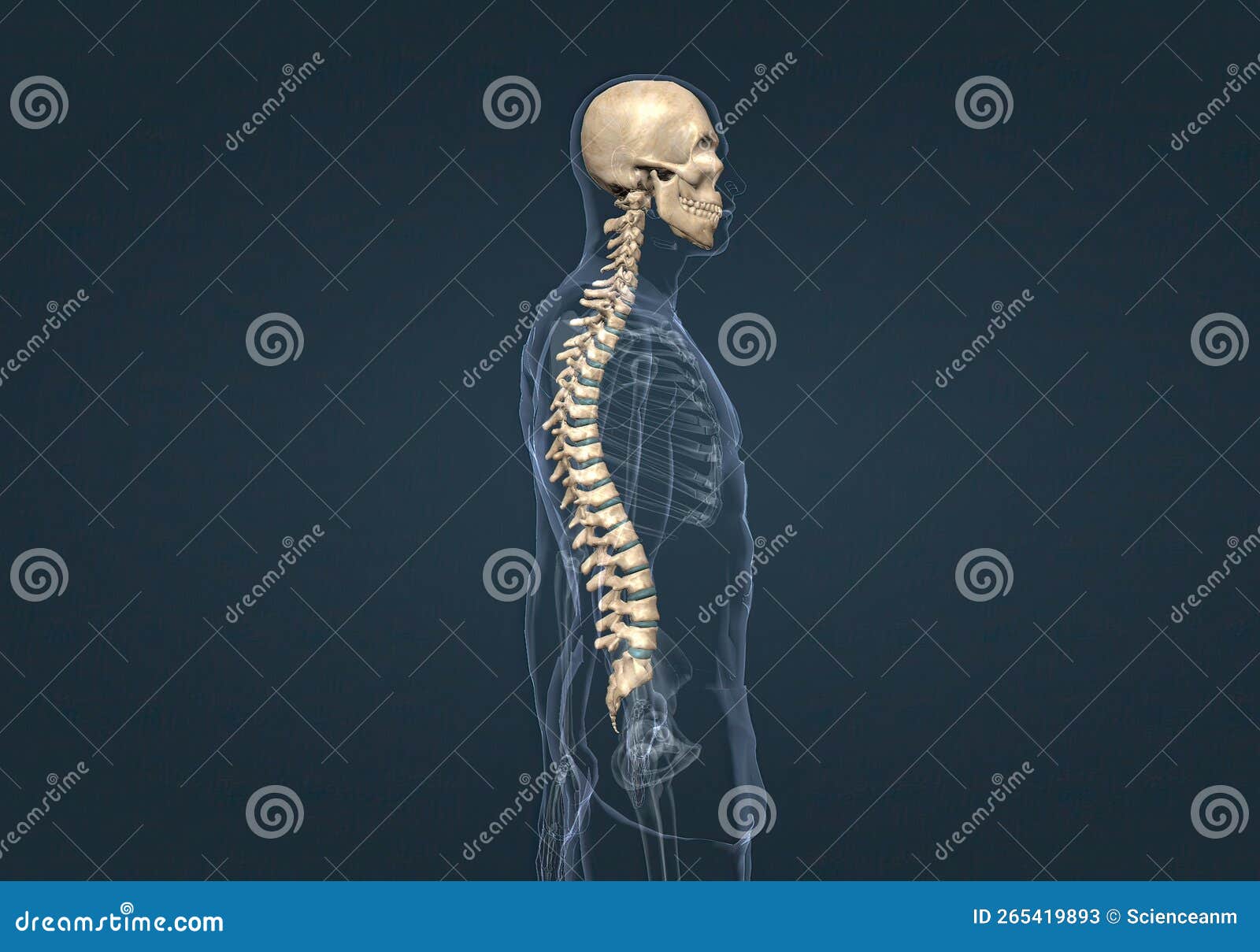 Anatomy of a Normal Spine stock illustration. Illustration of abdomen ...