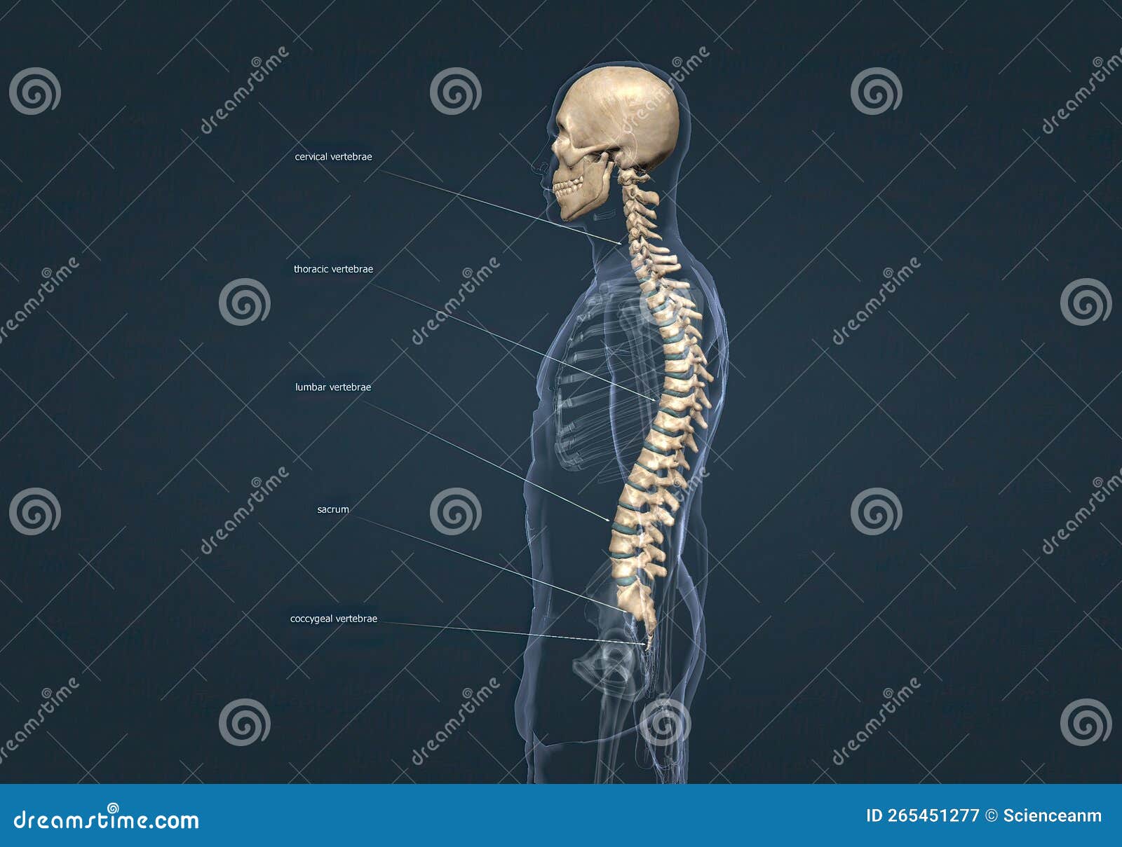 Anatomy of a Normal Spine stock illustration. Illustration of walking ...