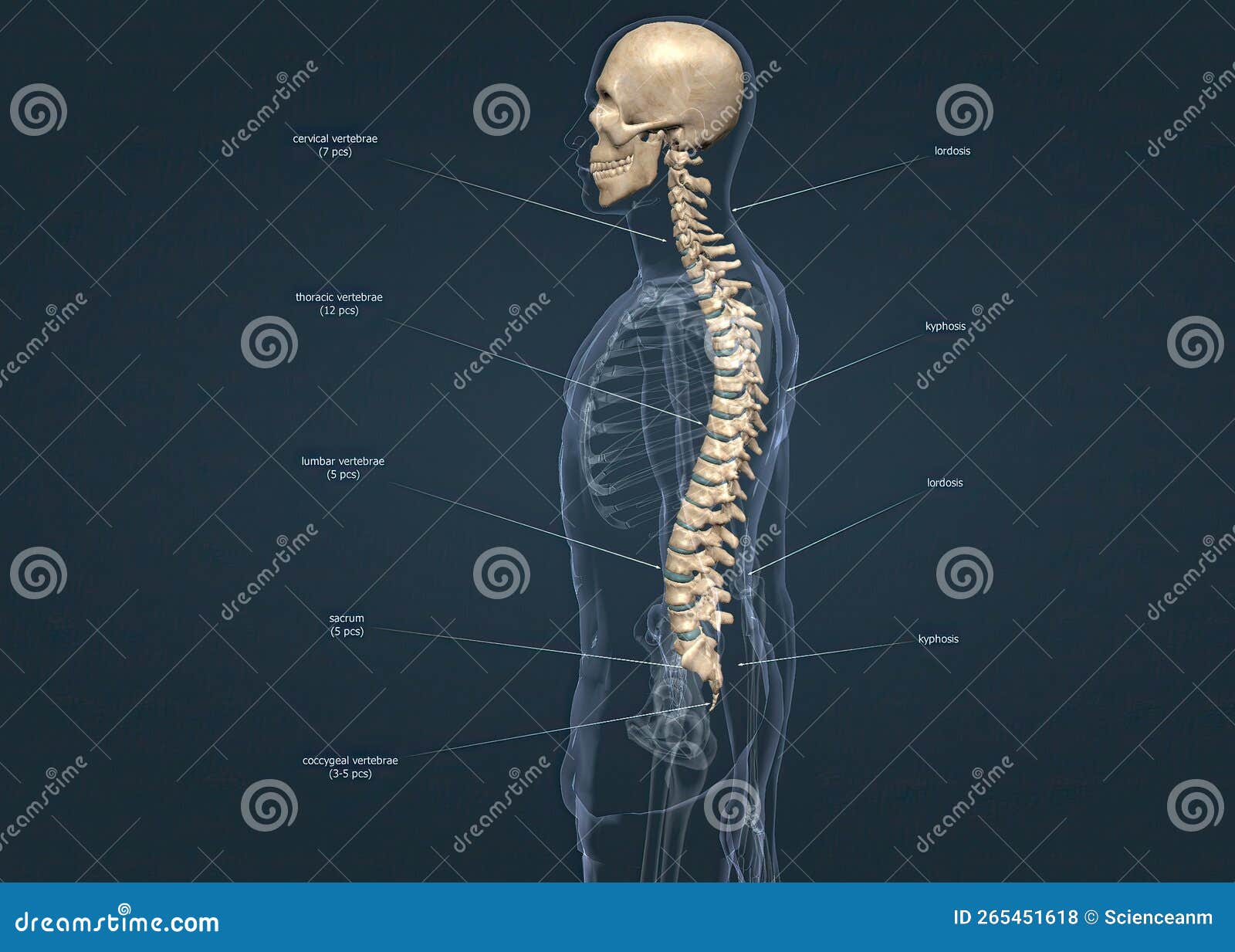 Anatomy of a Normal Spine stock illustration. Illustration of ...
