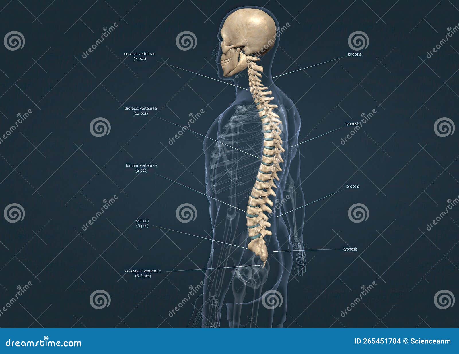 Anatomy of a Normal Spine stock illustration. Illustration of ...