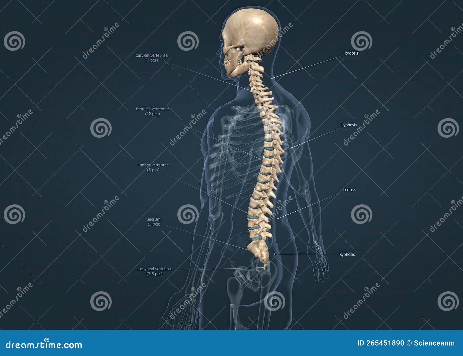 Anatomy of a Normal Spine stock illustration. Illustration of vertebra ...