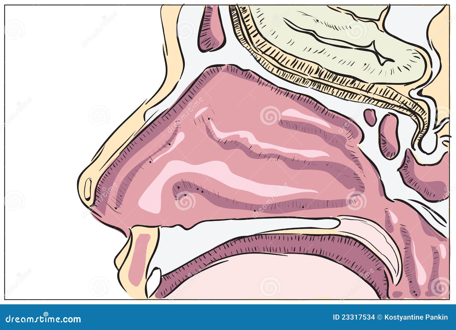 Anatomy Of The Nose Vector Illustration | CartoonDealer.com #24476662