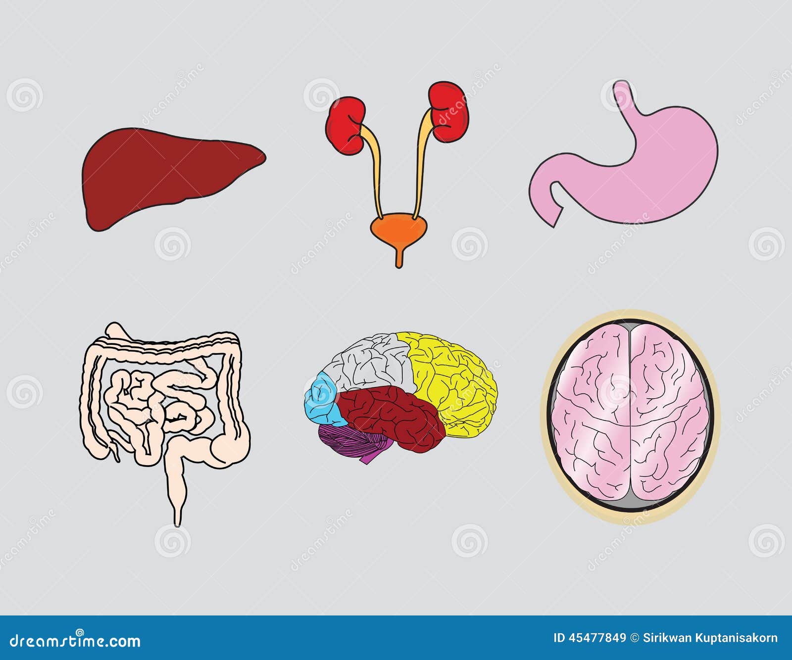 Anatomy stock vector. Illustration of organ, cecum, duodenum - 45477849
