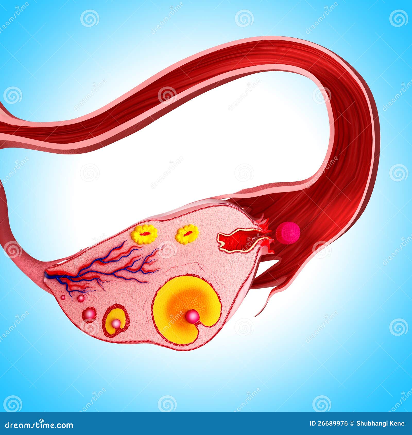 Ovarian Cycle Of Events