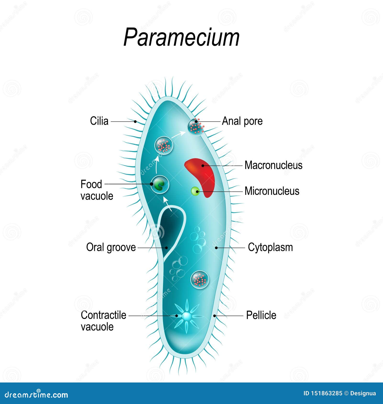Paramecium Asexual Reproduction Scheme. Protozoa Transverse. Paramecium ... Paramecium Asexual Reproduction Scheme. Protozoa Transverse. Paramecium ...