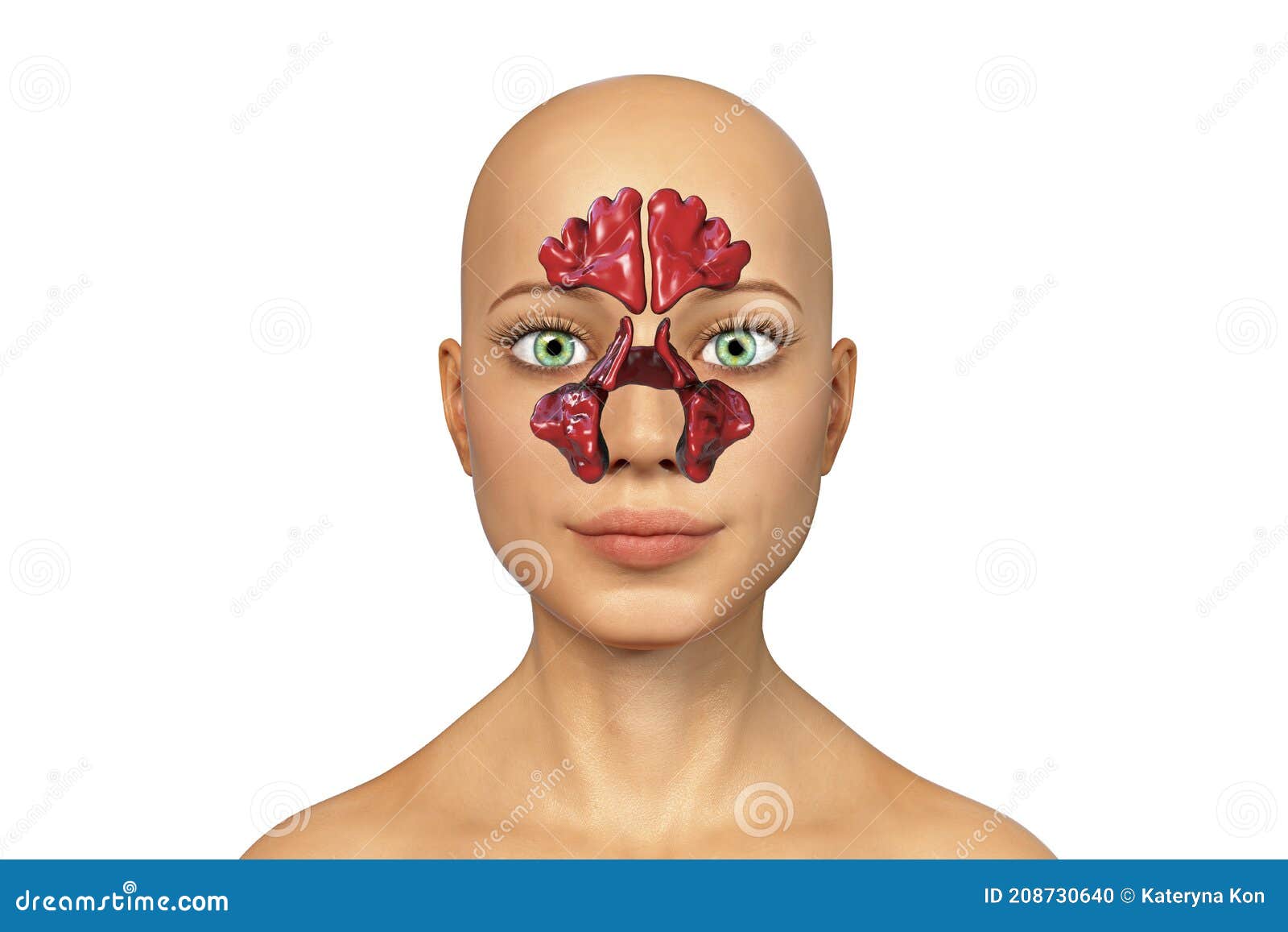 Anatomy Of Paranasal Sinuses Stock Illustration Illustration Of