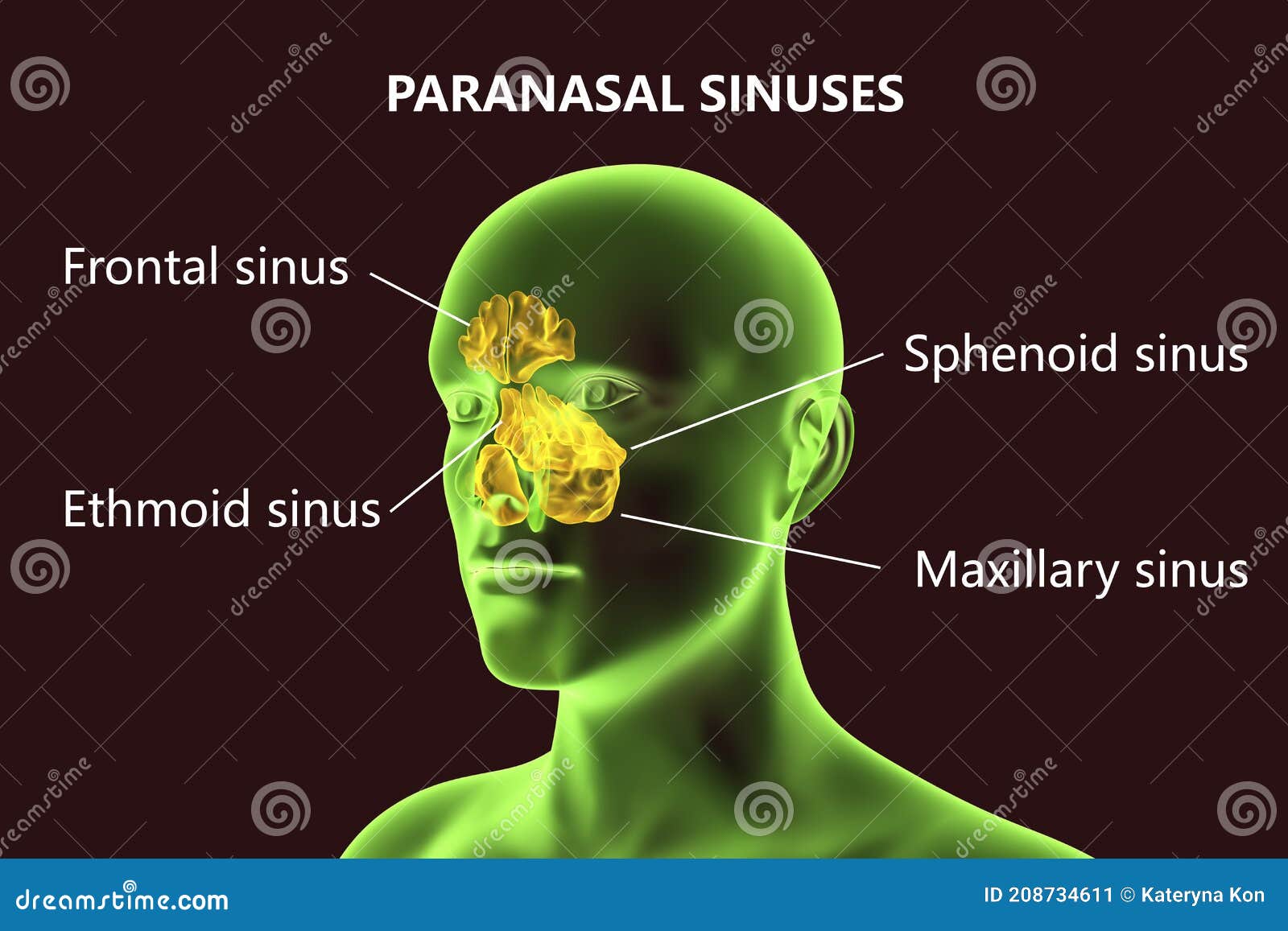 Anatomy Of Paranasal Sinuses Stock Illustration Illustration Of Virus