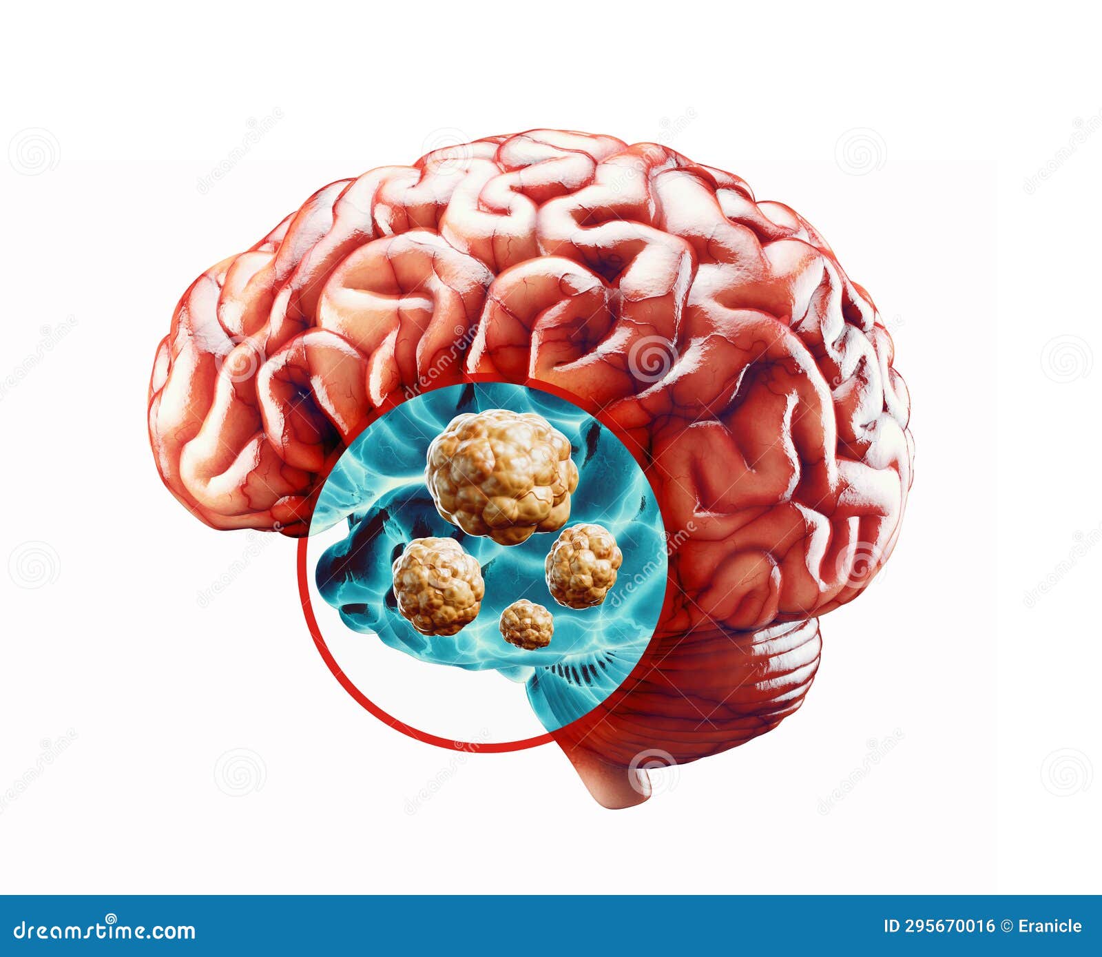 Anatomy Of Realistic 3d Illustration Of Human Internal Organ - Brain ...