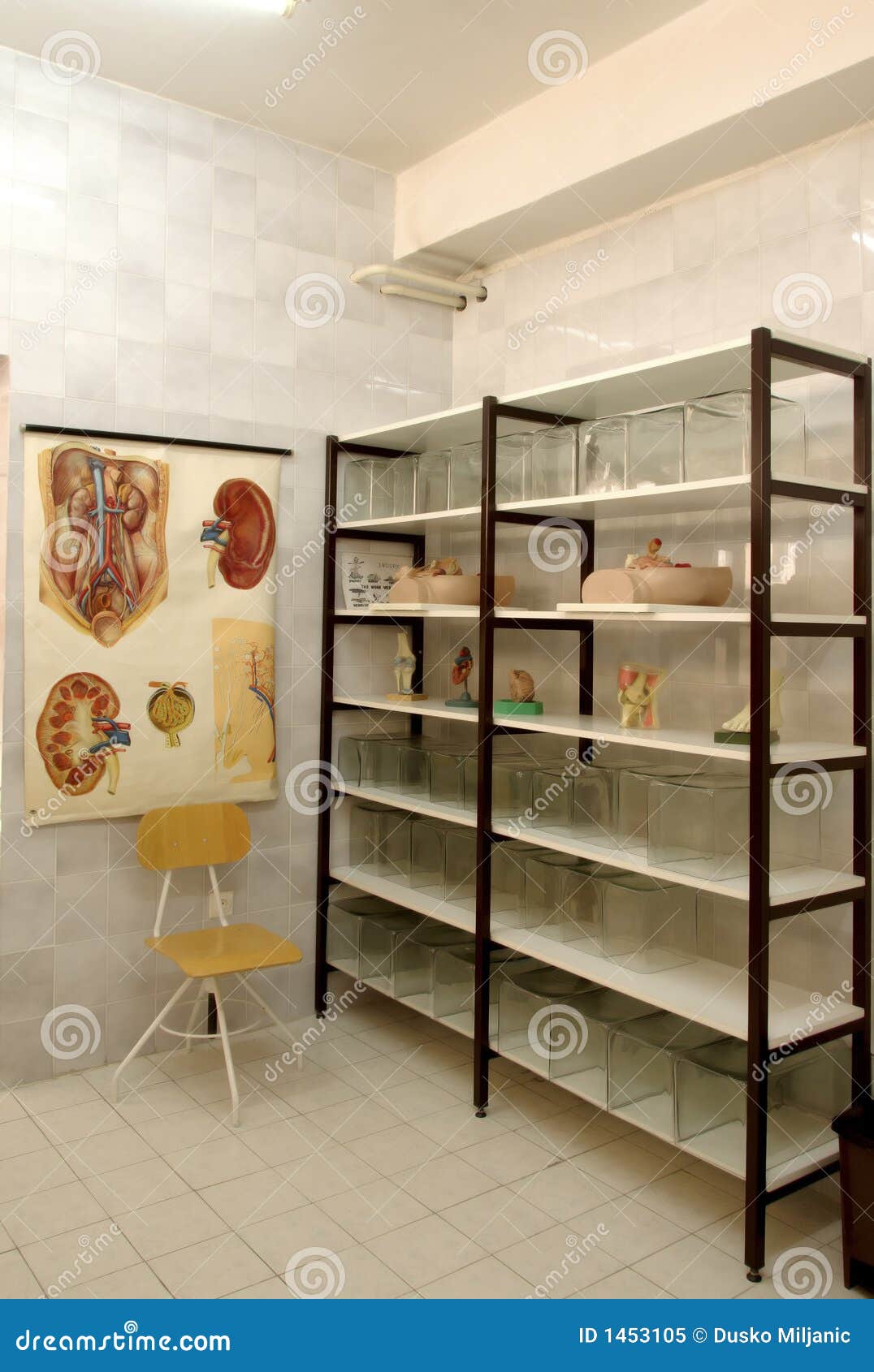 Anatomy room stock image. Image of preservation, room - 1453105