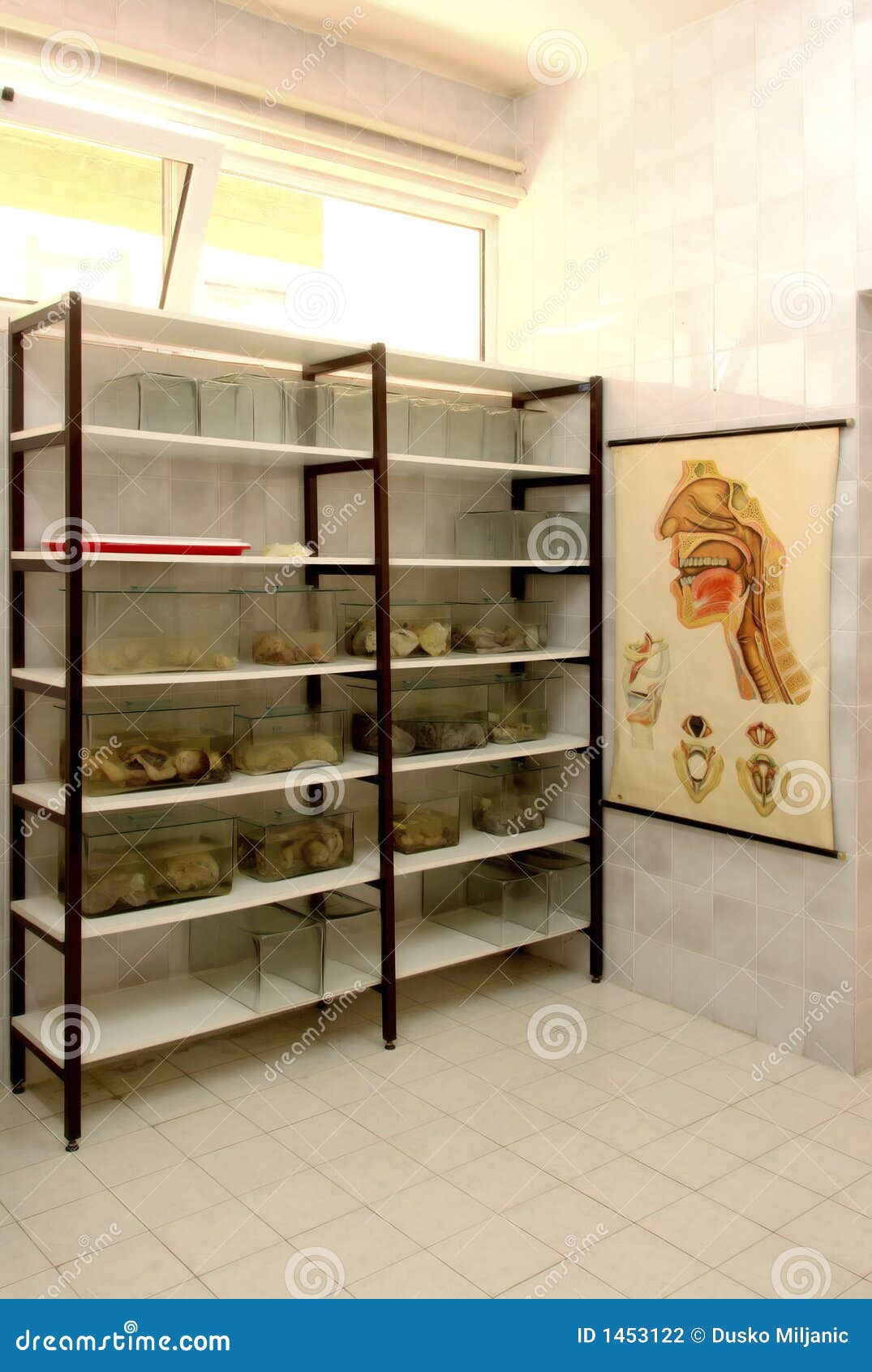Anatomy room 3 stock photo. Image of hospital, preservation - 1453122