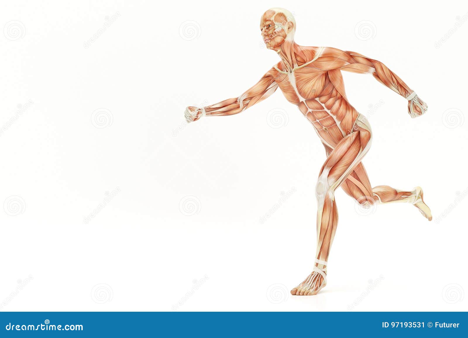 Anatomy Of Running Human Body, Muscles- 3D Rendering Royalty-Free Stock ...