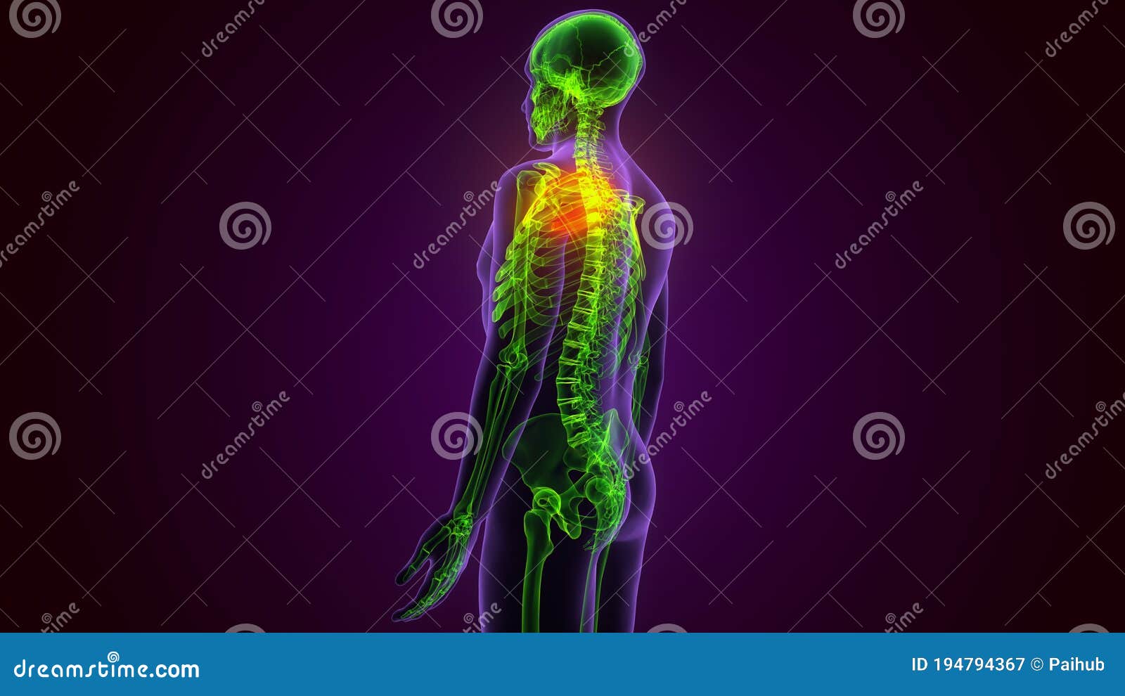 3d Render Illustration Scapula Bone Stock Illustration - Illustration ...