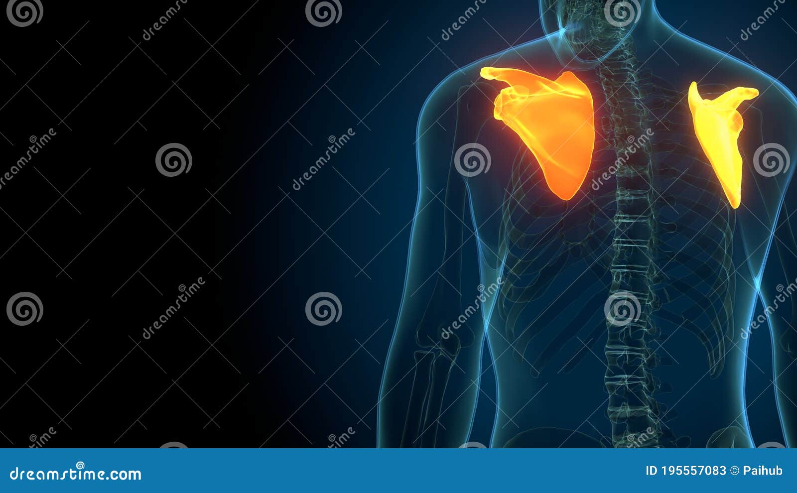 Human Skeleton Anatomy Scapula Bone 3D Rendering for Medical Concept ...