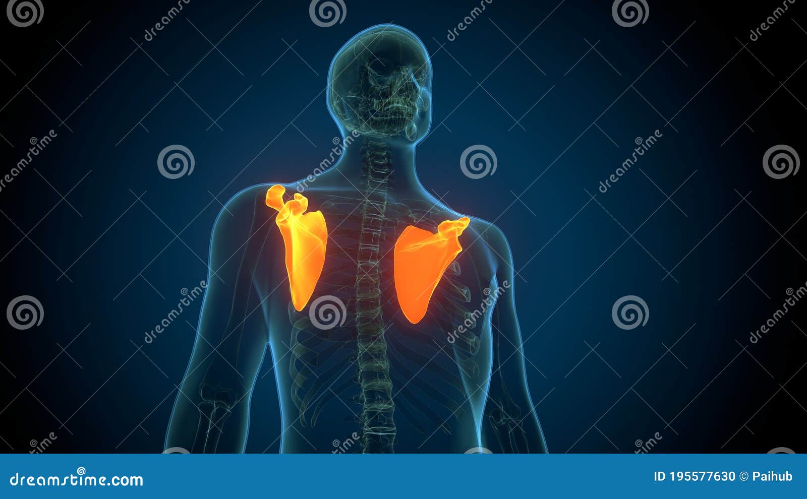 Human Skeleton Anatomy Scapula Bone 3D Rendering for Medical Concept ...