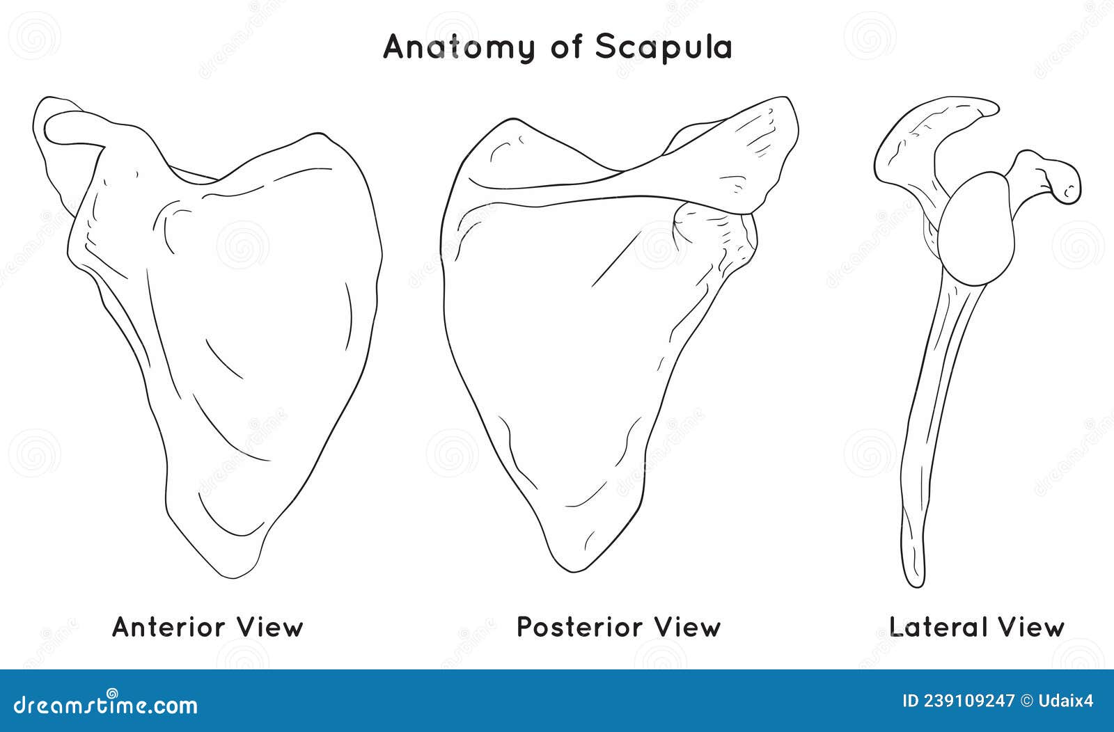 Anatomy Of Scapula Bone With Anterior Posterior And Lateral Views ... Anatomy Of Scapula Bone With Anterior Posterior And Lateral Views ...