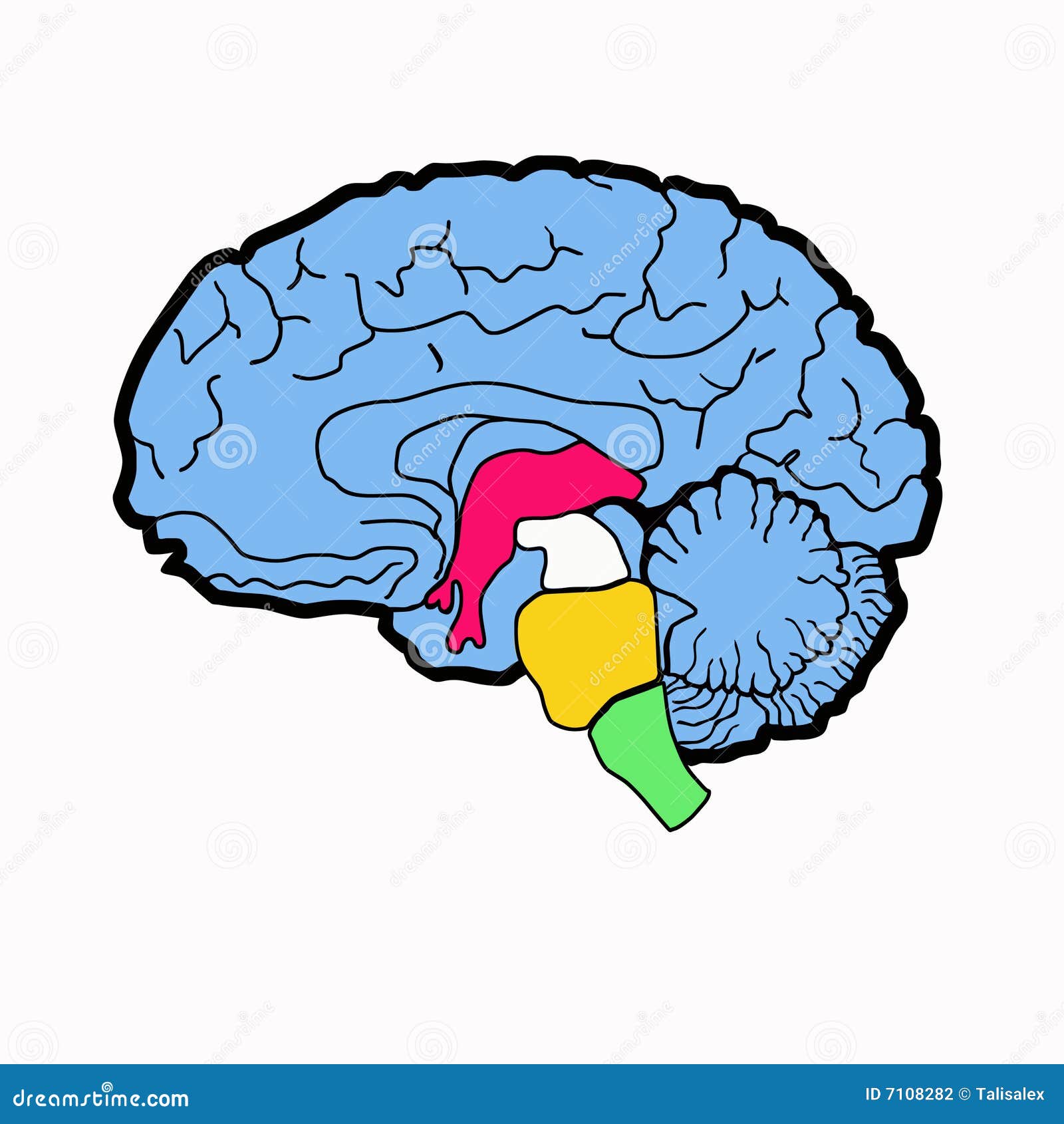 Anatomy scheme of brain stock illustration. Illustration of brain - 7108282