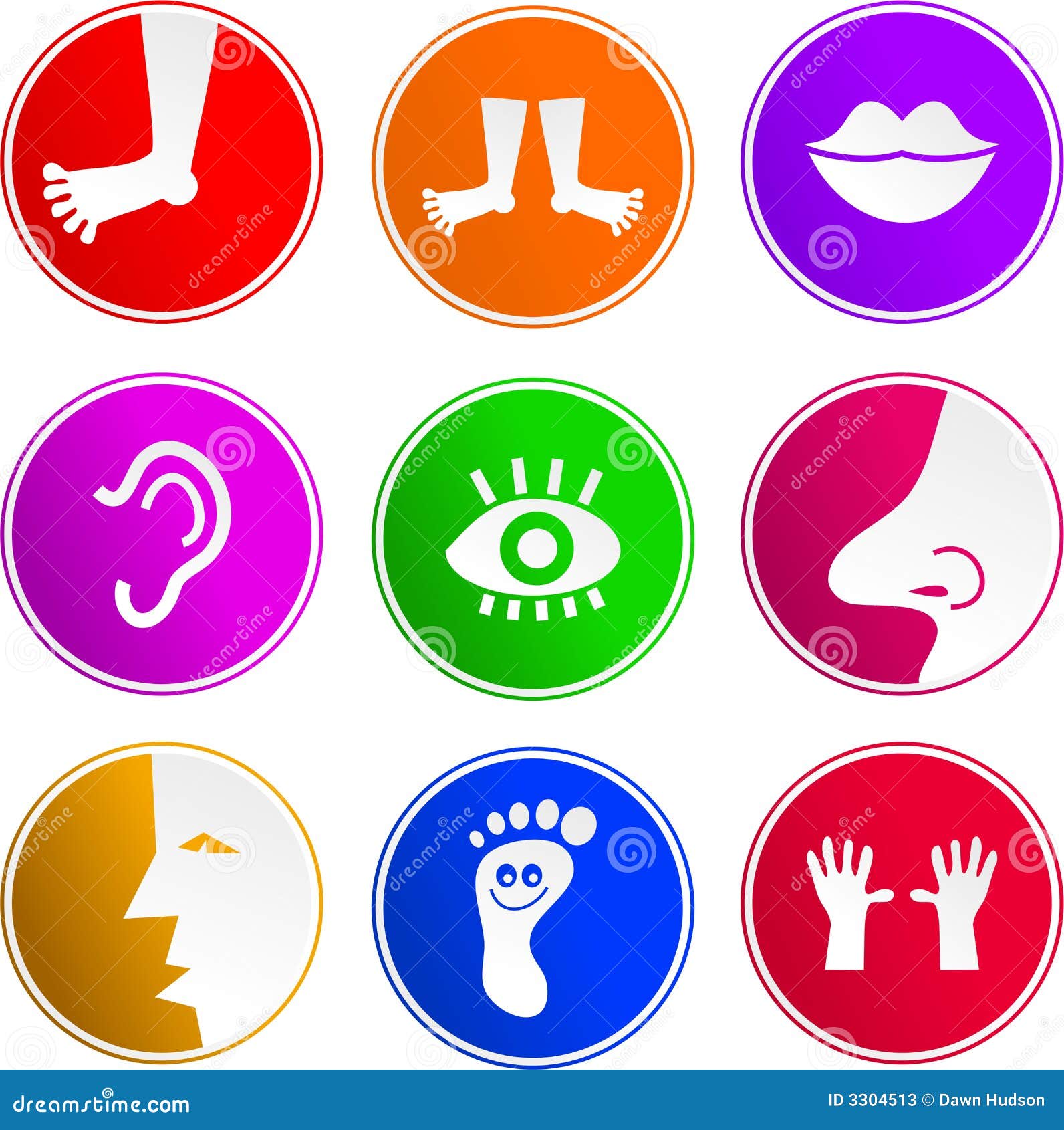 Anatomy sign icons stock vector. Illustration of mouth - 3304513