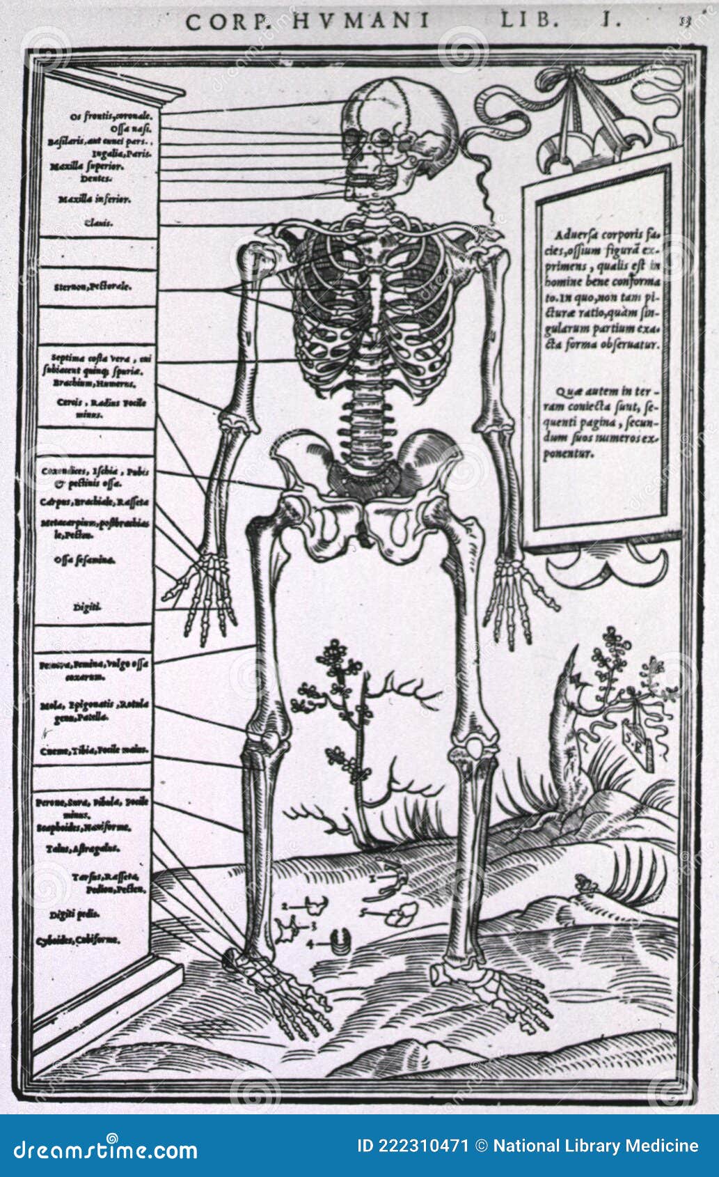 Anatomy Of A Skeleton Picture. Image: 222310471