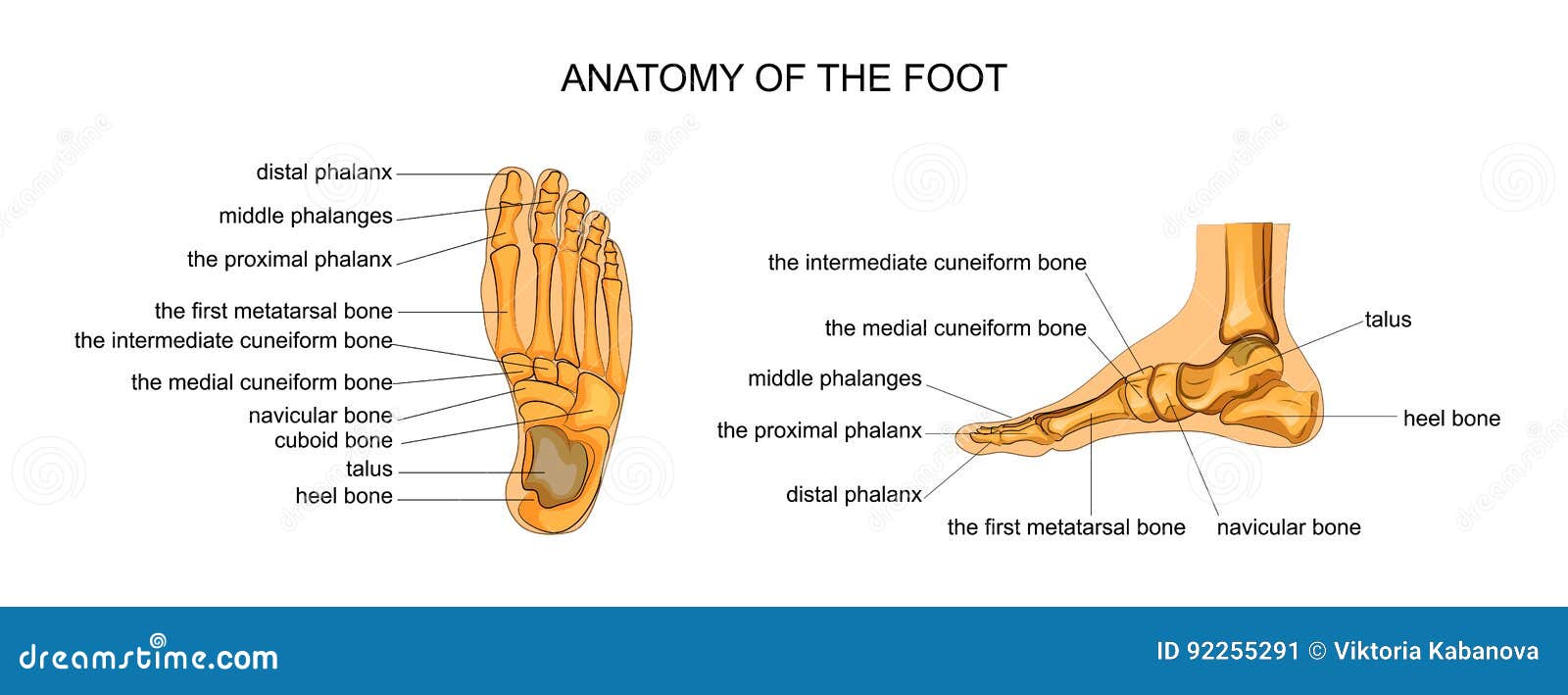 Foot Cartoons, Illustrations & Vector Stock Images - 75176 Pictures to ...