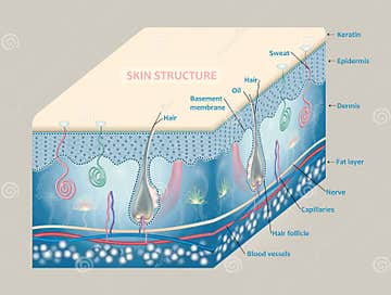 Anatomy of the Skin and the Layers and Elements that Compose it. Stock ...