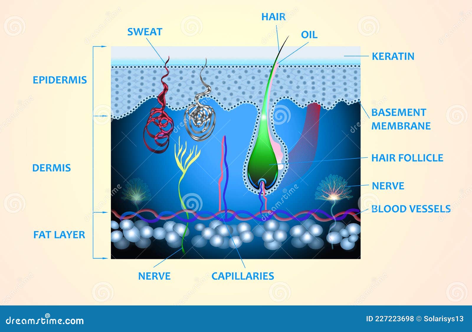 Anatomy of the Skin and the Layers and Elements that Compose it. Stock ...