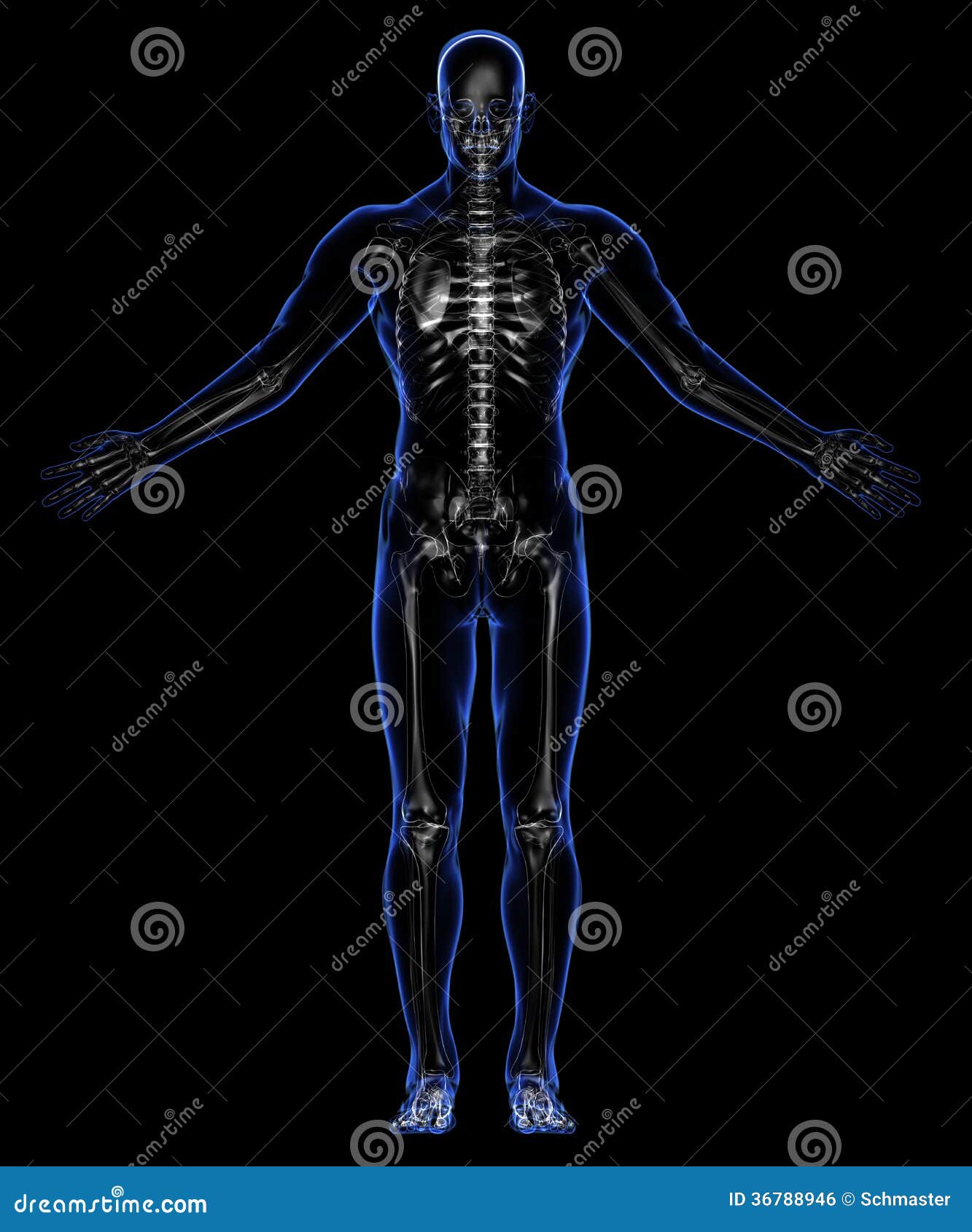 Anatomy: skin and skeleton stock illustration. Illustration of illness ...