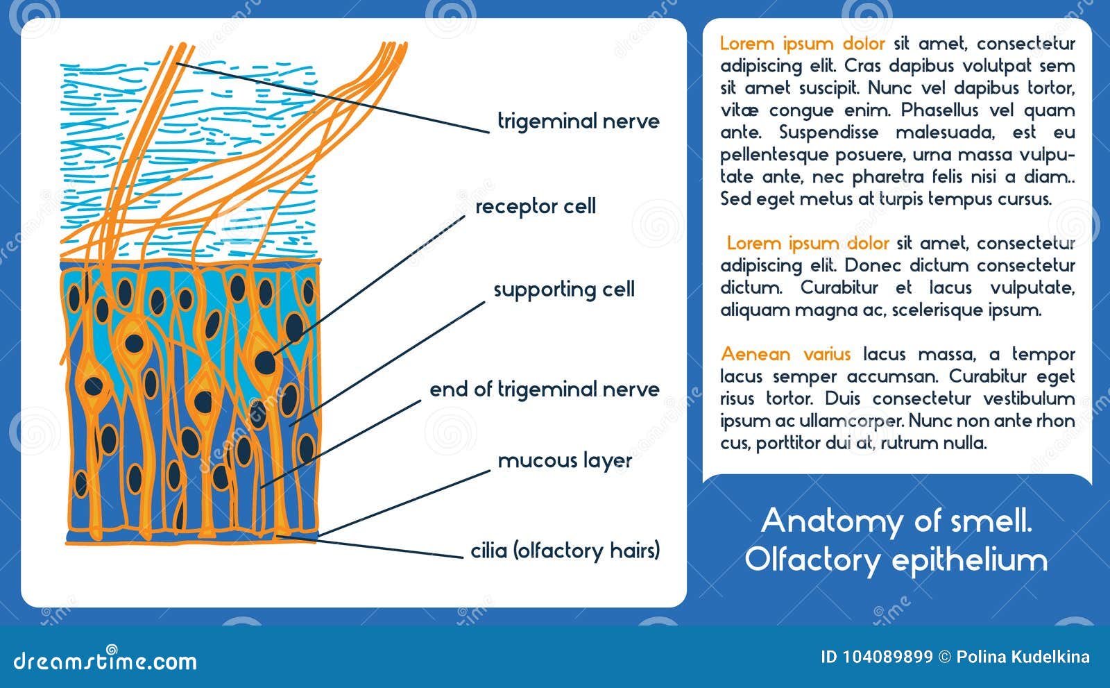 Olfactory Epithelium Structure Anatomical Poster Human Nasal Cavity