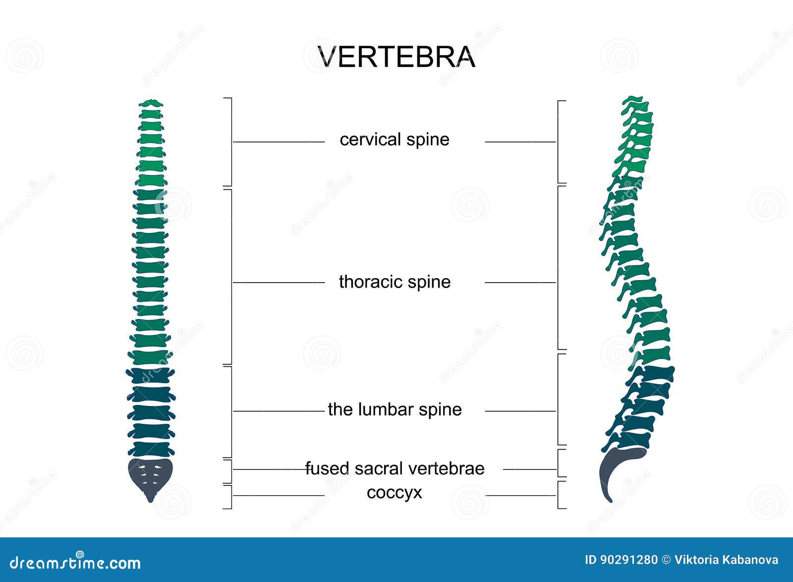 Anatomy Of The Spine Vector Illustration | CartoonDealer.com #90291280