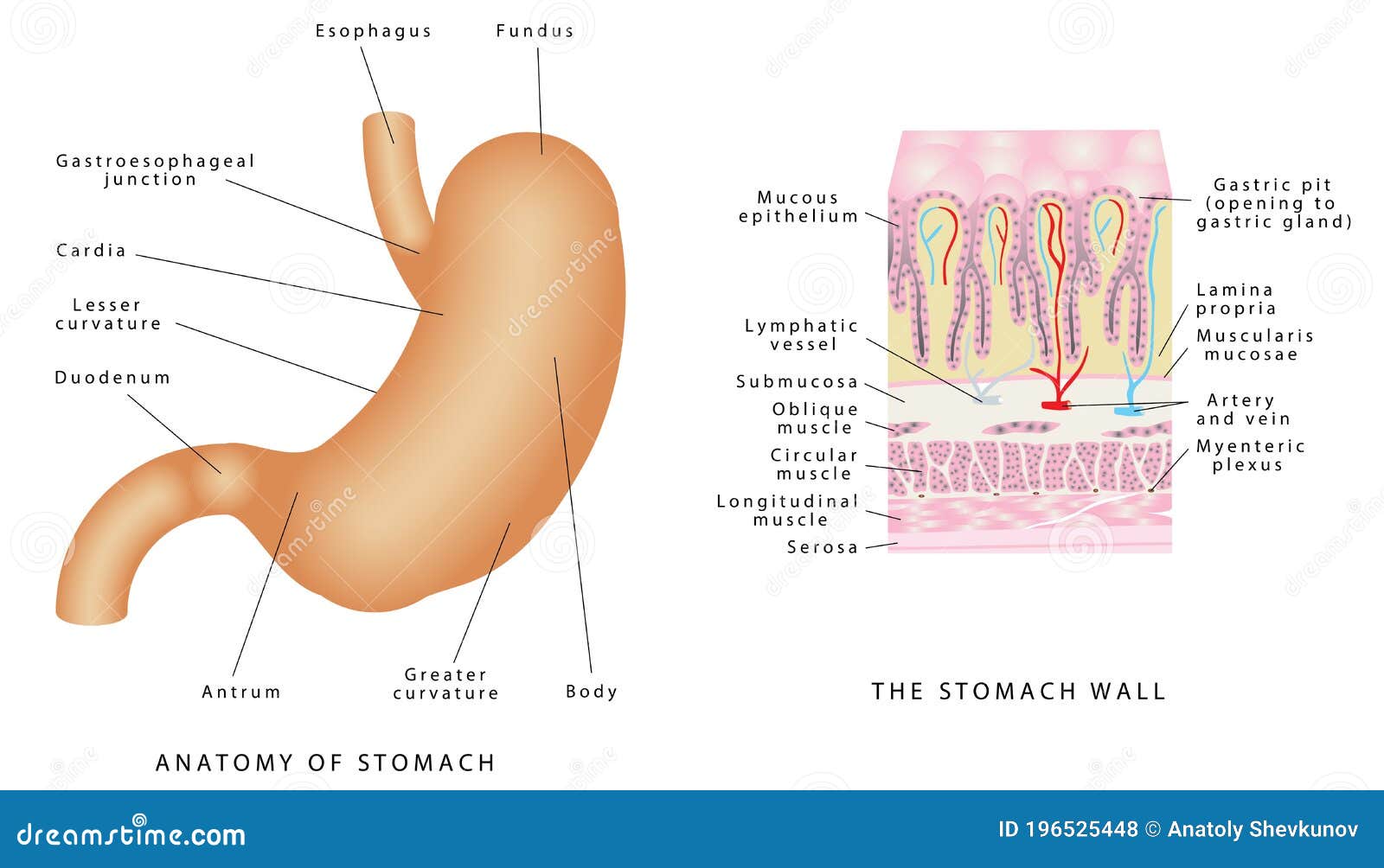 Anatomy of stomach stock vector. Illustration of pain - 196525448