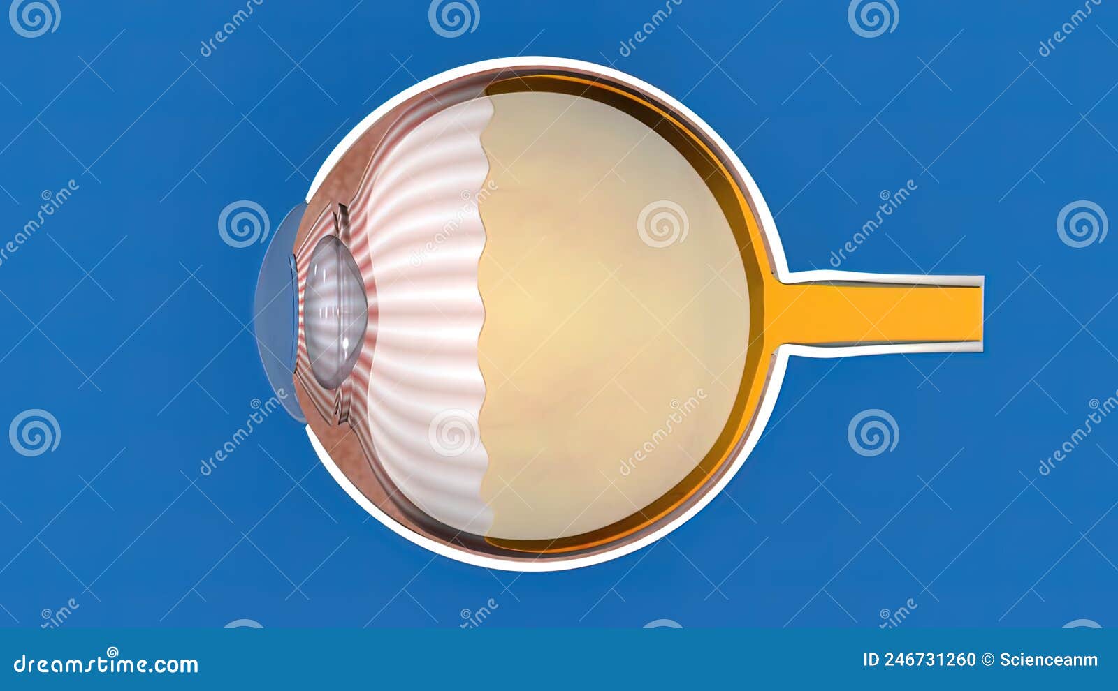 Anatomy and Structure of the Eye Stock Illustration - Illustration of ...
