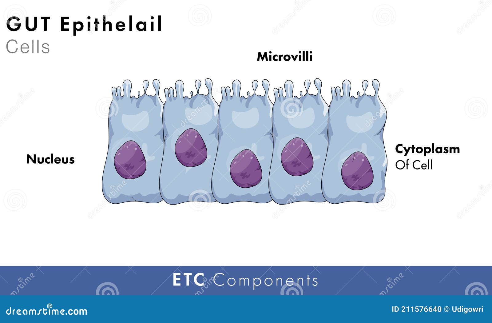Anatomy and Structure of Gut Epithelial Cells Vector Illustration Stock ... Anatomy and Structure of Gut Epithelial Cells Vector Illustration Stock ...