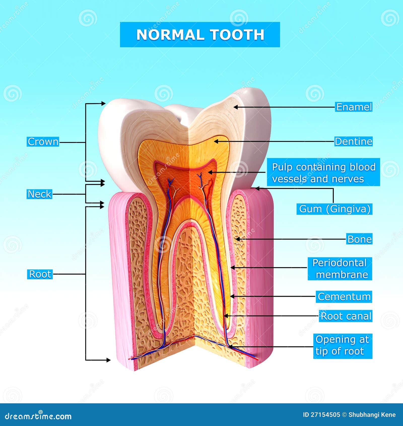 Anatomy of Teeth Cross Section Stock Illustration - Illustration of ...