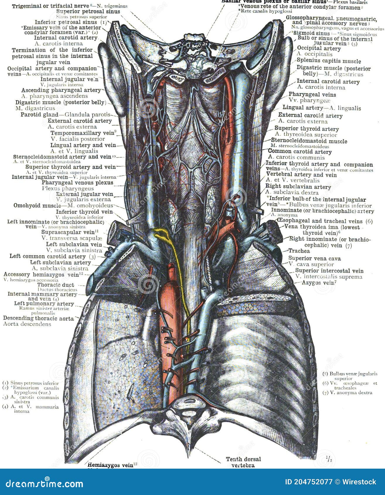Thyroid Gland Anatomy Netter