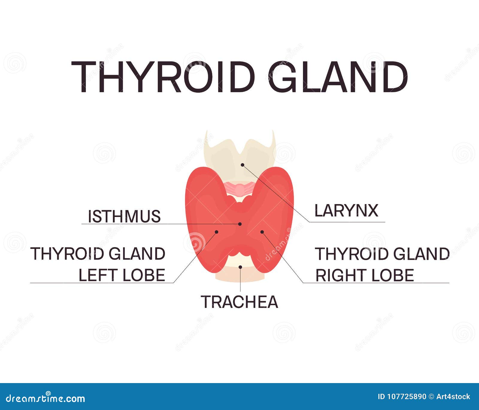 Scheme Of Thyroid Function Structural Chemical Formulas Of Thyroid