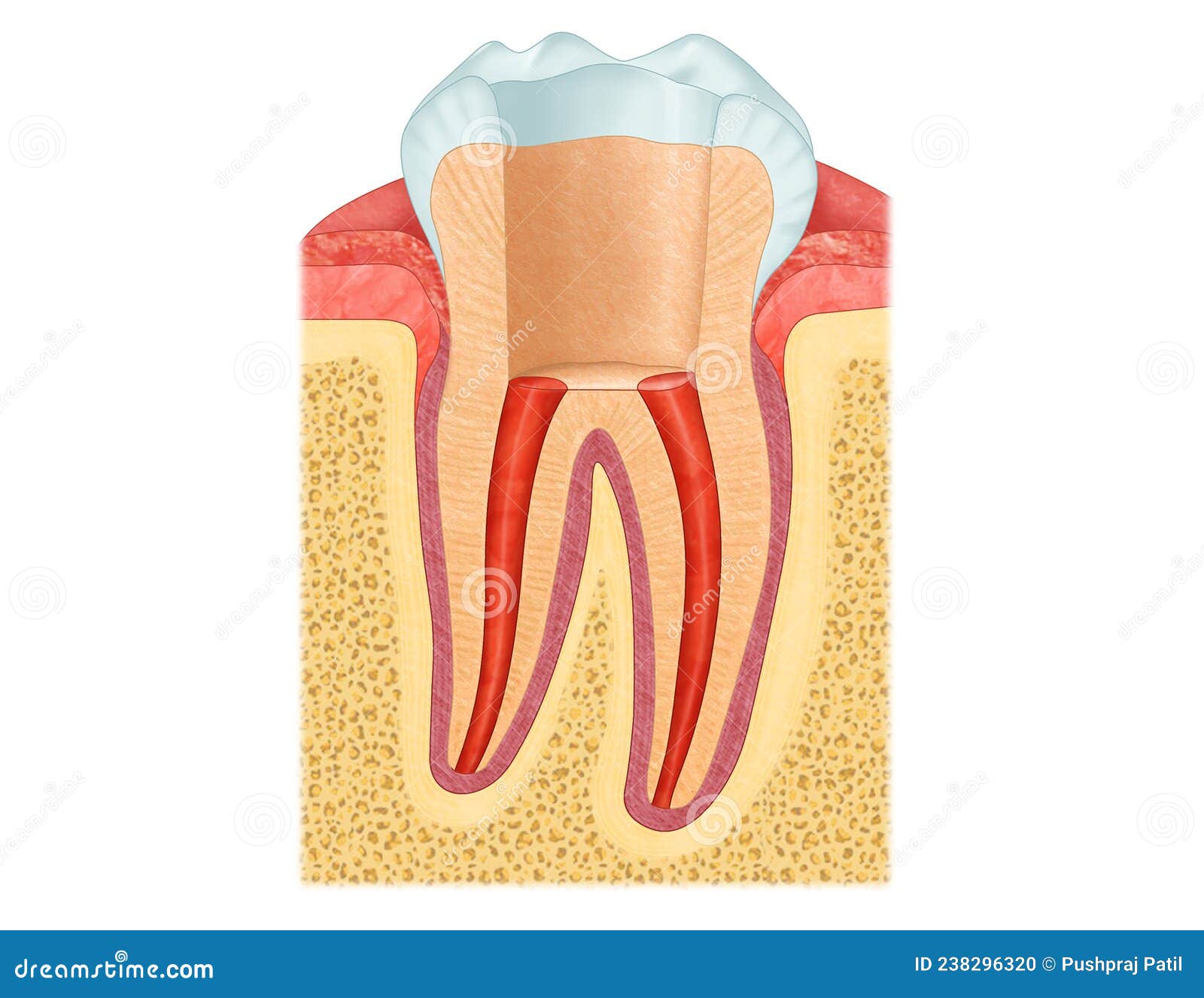 Tooth Diagram Photography . Real Teeth Chart . Top View . Isolated ...
