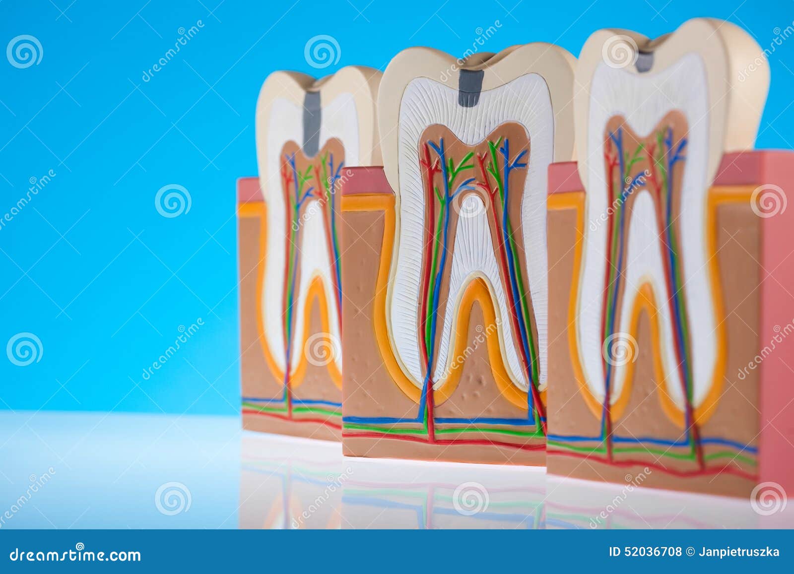 Anatomy of the Tooth, Bright Colorful Tone Concept Stock Photo - Image ...