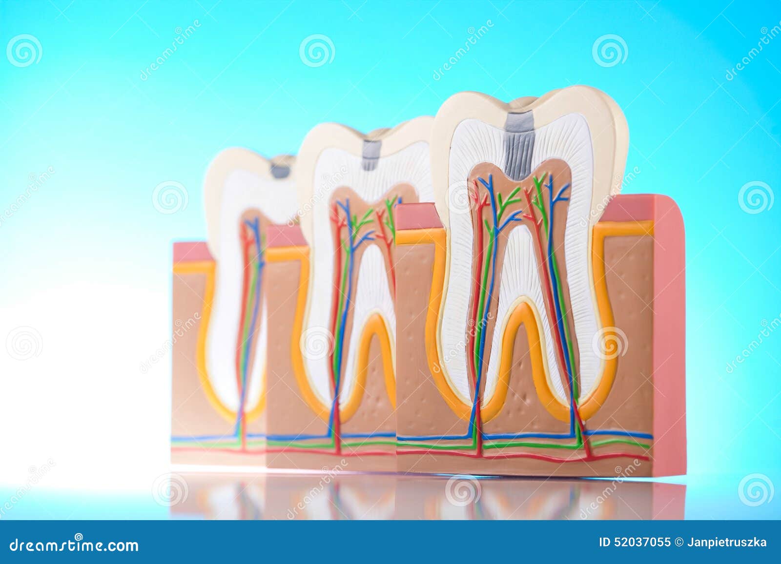 Anatomy Of The Tooth Royalty-Free Cartoon | CartoonDealer.com #238296320