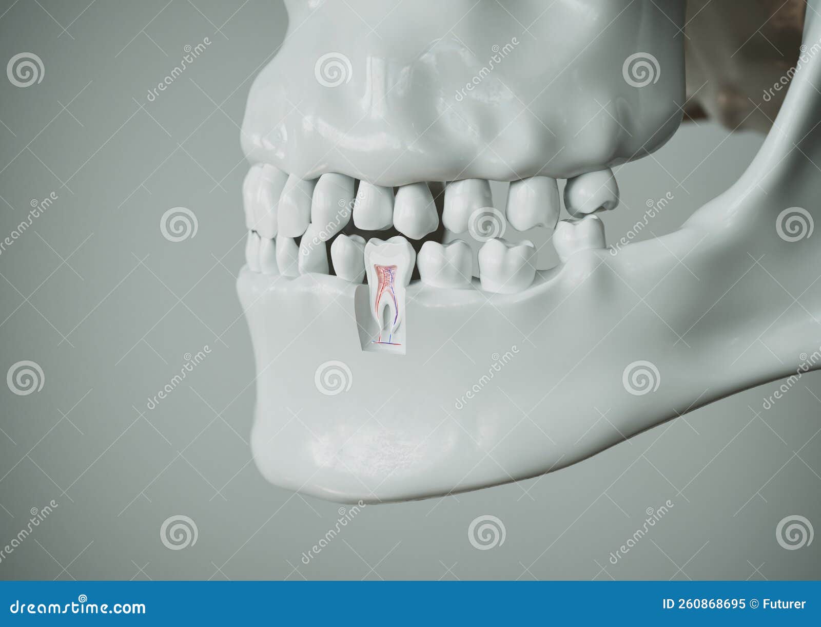 Anatomy of a Tooth with Complete Dentition on a White Background - 3D ...