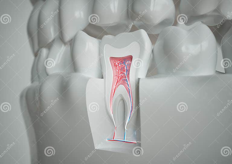 Anatomy of a Tooth with Complete Dentition on a White Background - 3D ...