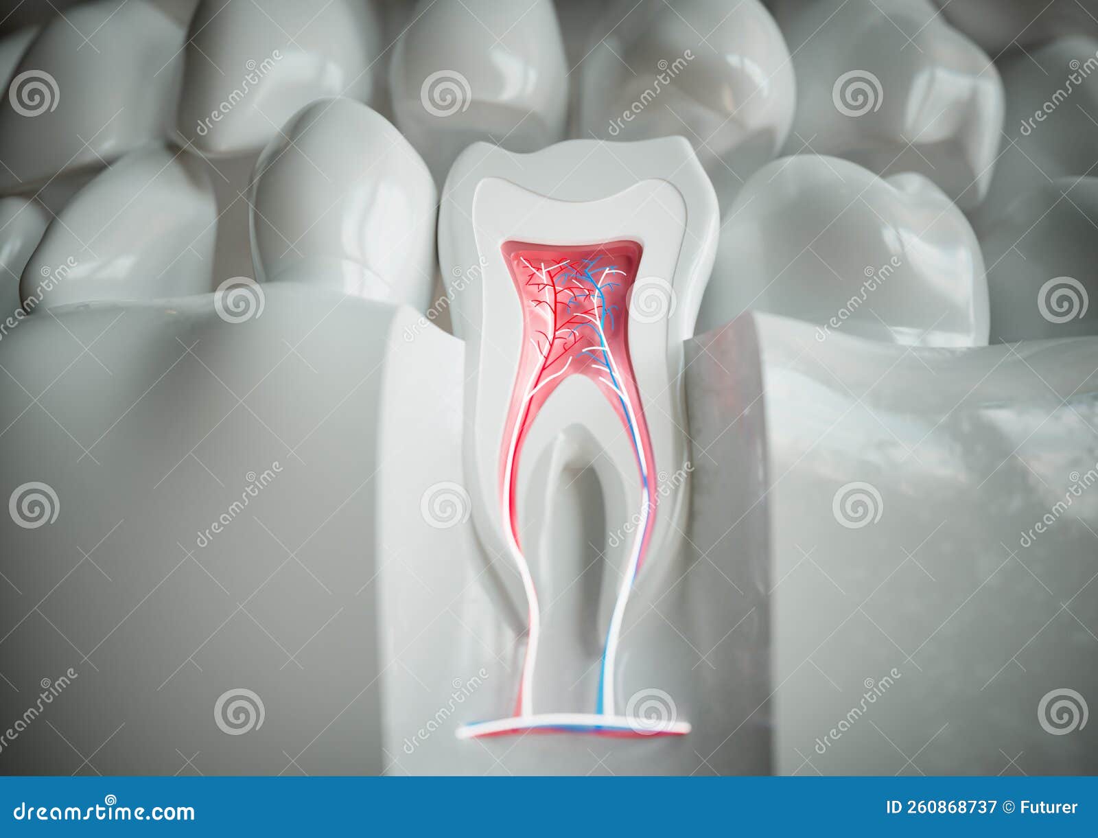 Anatomy of a Tooth with Complete Dentition on a White Background - 3D ...