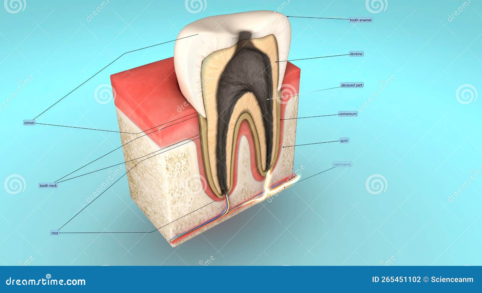 Anatomy of the Tooth and Gums and the Supporting Structures Surrounding ...